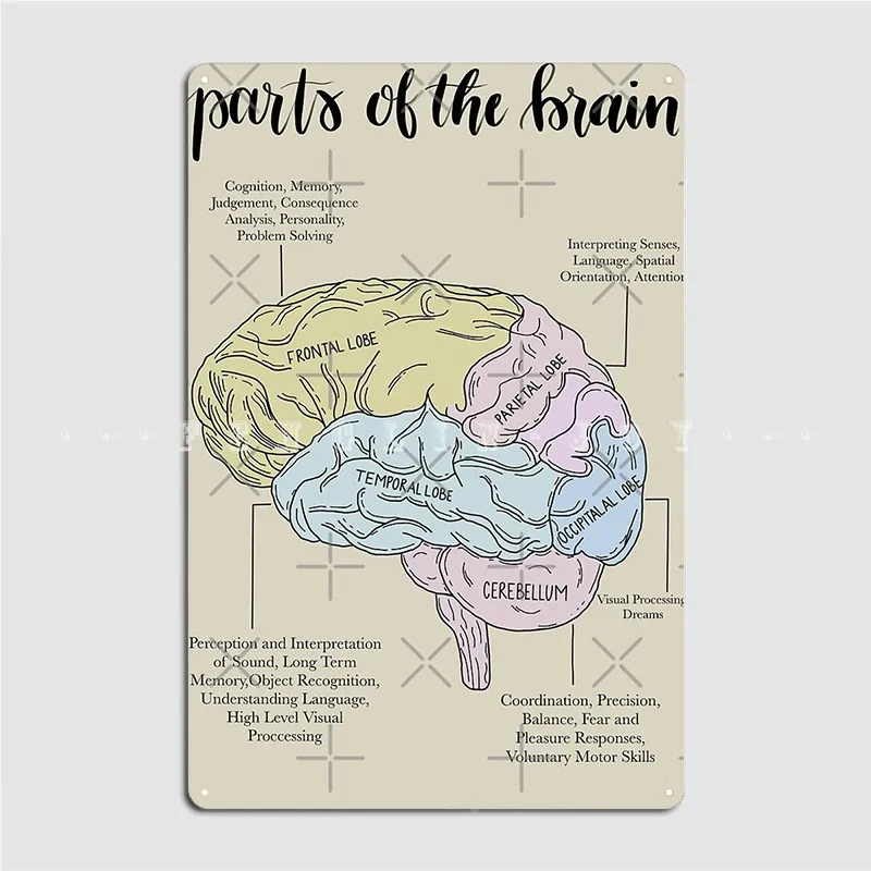 Brain Parts Poster