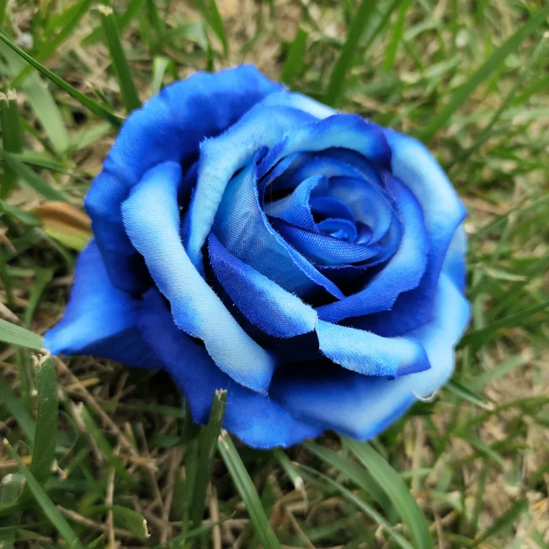 Single Blue Rose Flower