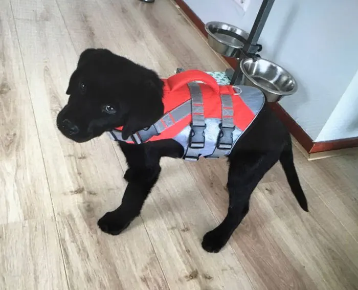 Dog Swimsuit Pet Life Jacket Reflectable Safety Vest Dog Clothes For ...
