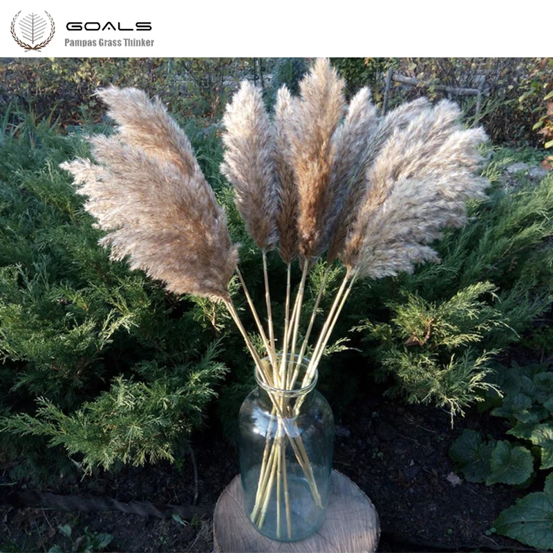 Flores de Pampas blancas para uso en bodas, ramo decorativo de plantas ...