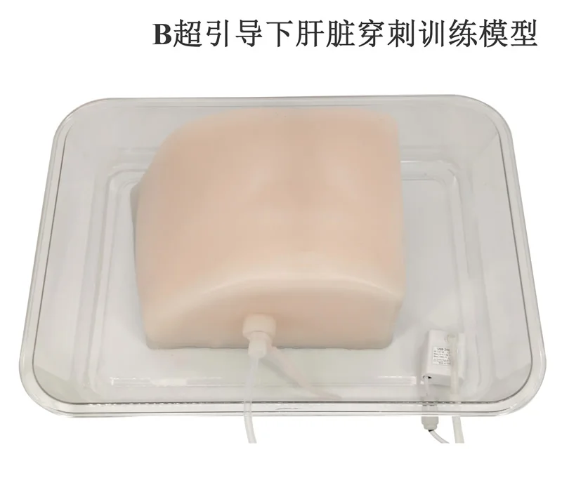 B-ultrasound liver puncture training model ptcd training liver puncture ...