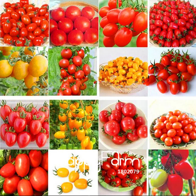 New Fresh 20 Pcs/Lot Rainbow Tomato Plants, bonsai organic vegetable ...