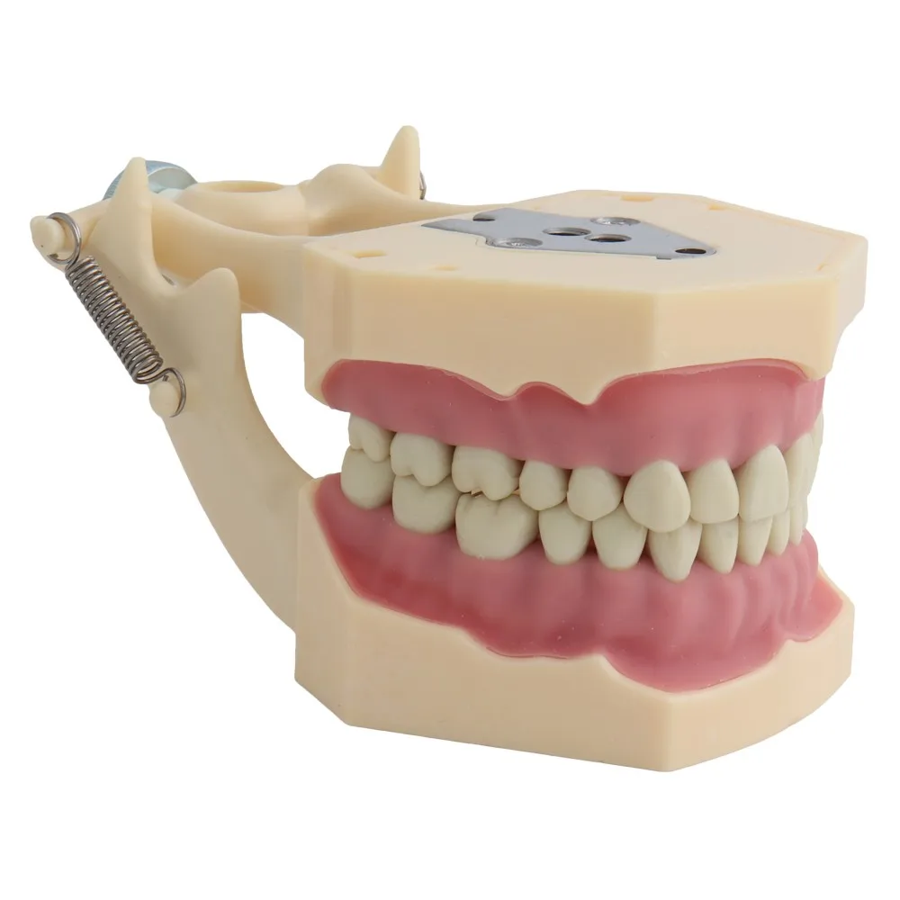 Teeth Model Fit Frasaco Dental Model Dental Teaching Model Standard ...