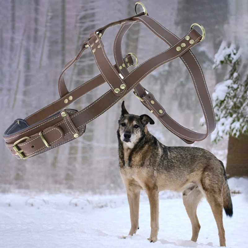 Real-Leather-Dog-Sled-Harness-Husky-Samoyed-Alaska-Malamute-sport-Dog ...