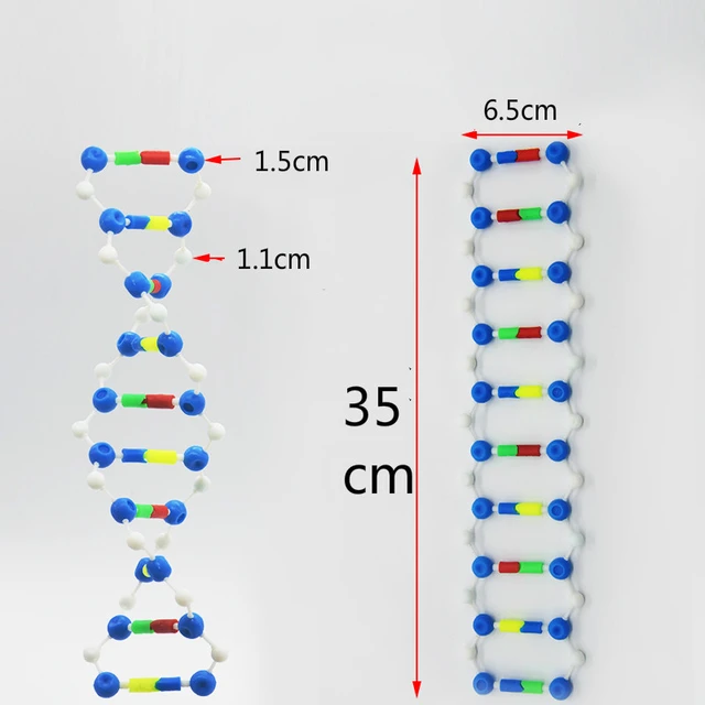 Dna Model Project With Beads