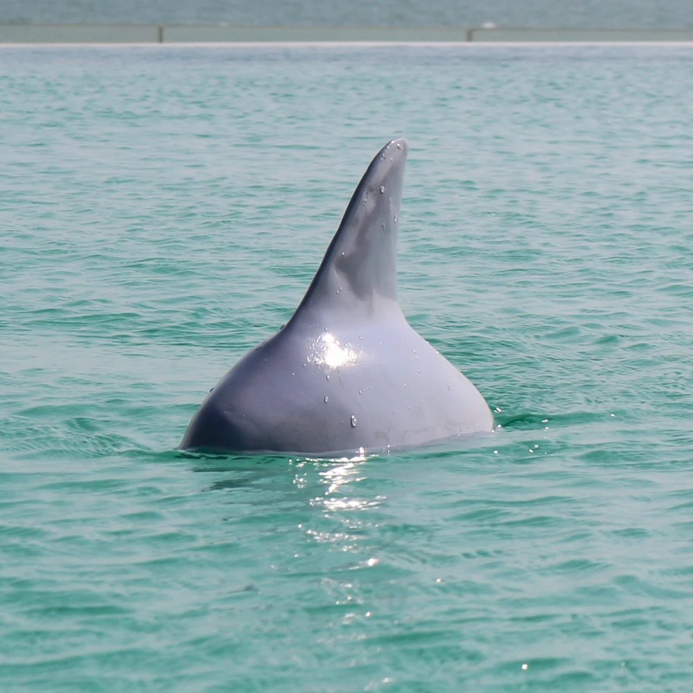 Remote Control Shark Fin