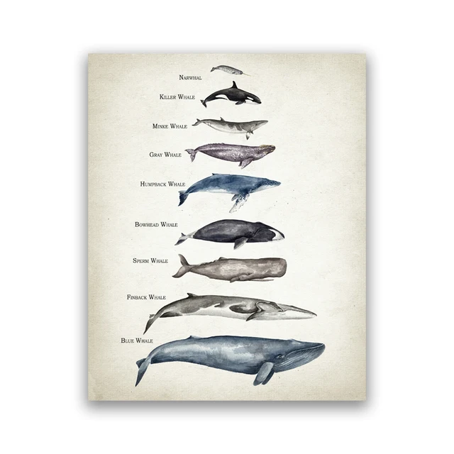 Humpback Whale Size Comparison
