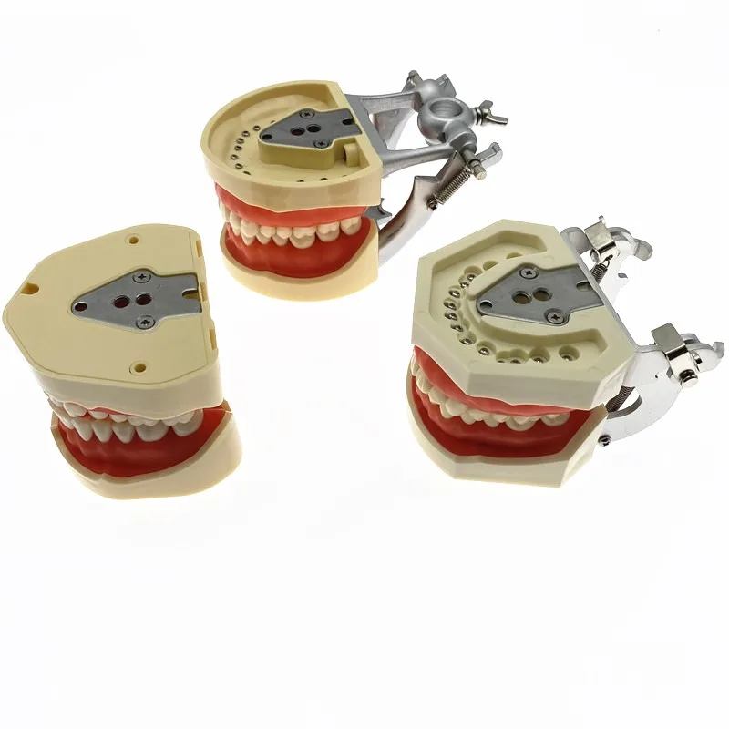 Dental-Teaching-Model-Dental-phantom-head-teeth-model-With-Screw-Fixed ...