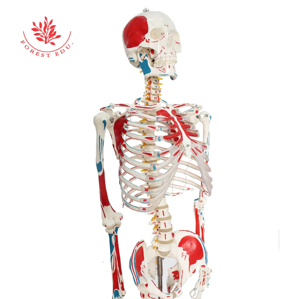 Human Skeleton Model With Muscles
