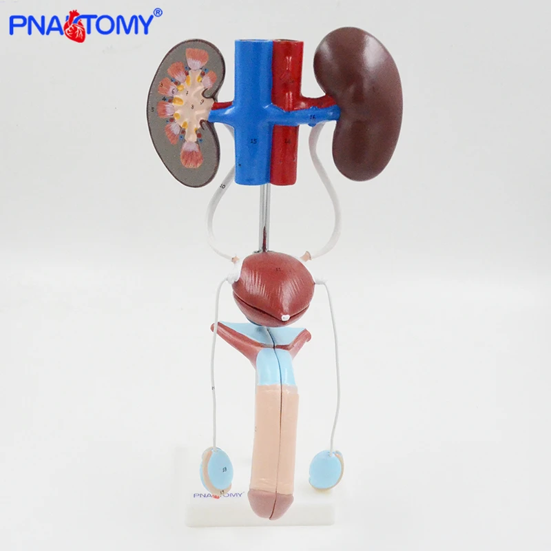 Male Urinary System Model