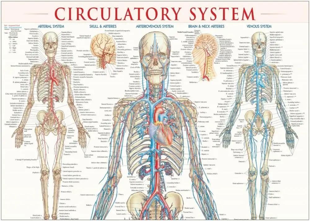 Human Circulatory System Diagram Educational Science Art print Silk ...