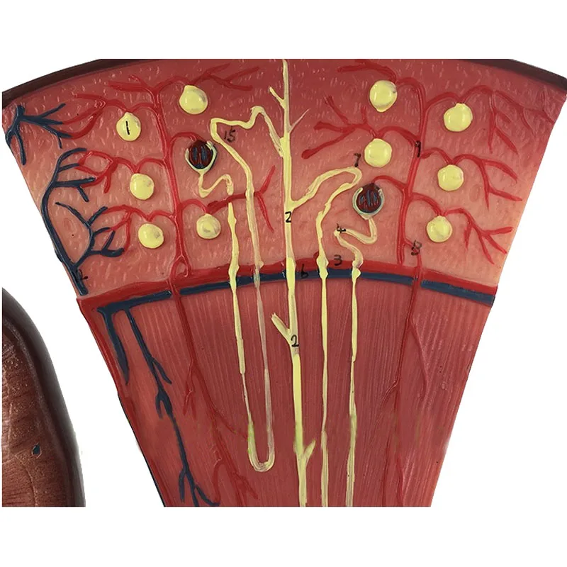 Kidney Nephron Model