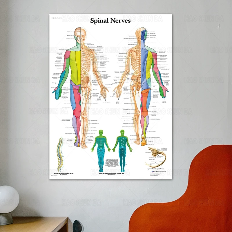 Spinal Nerve Chart Anatomy