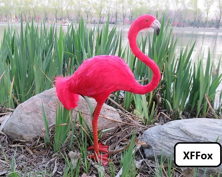 Real Flamingos
