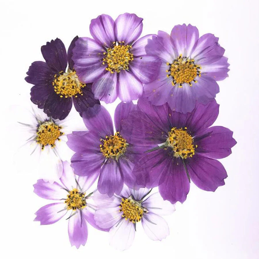 50pcs 4 7cm Dried Pressed Purple Cosmos Bipinnata Cav. Flower For ...