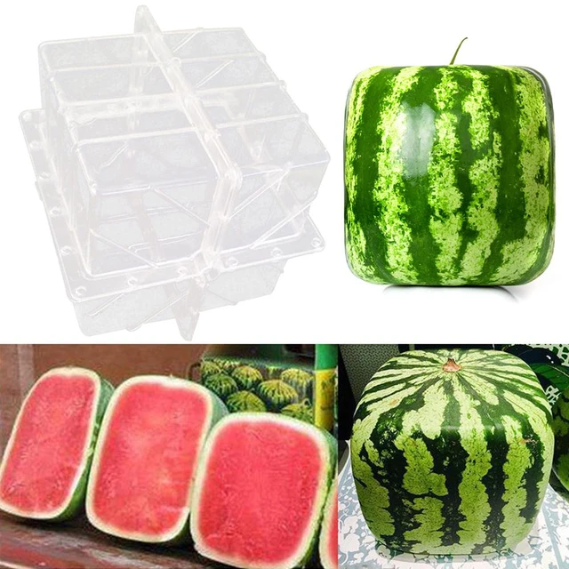 Square Watermelon Plant