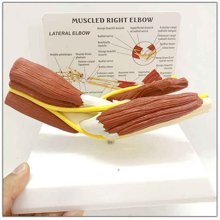 1-1-Life-Sized-Human-Anatomy-Muscled-Right-Arm-Elbow-Vascular-Ligament ...