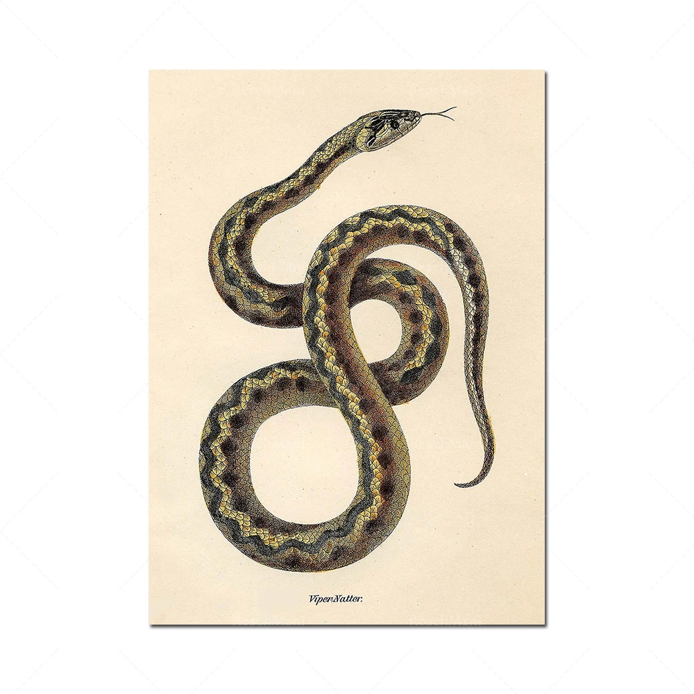 Vintage Snake Illustration