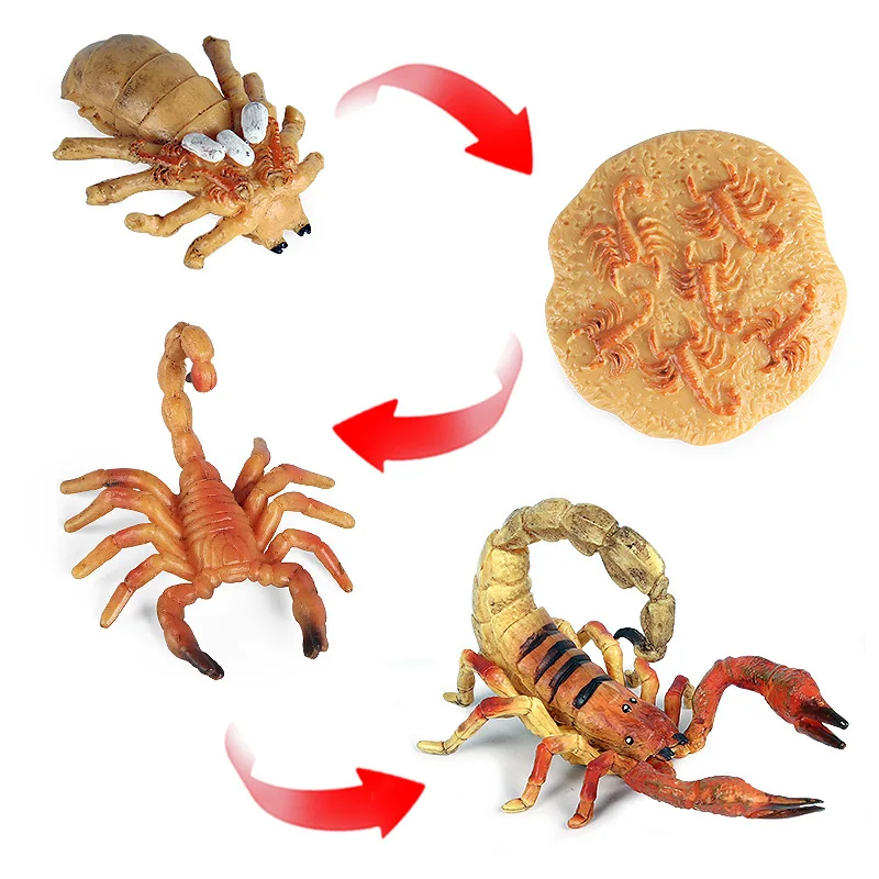 Scorpion Life Cycle For Kids