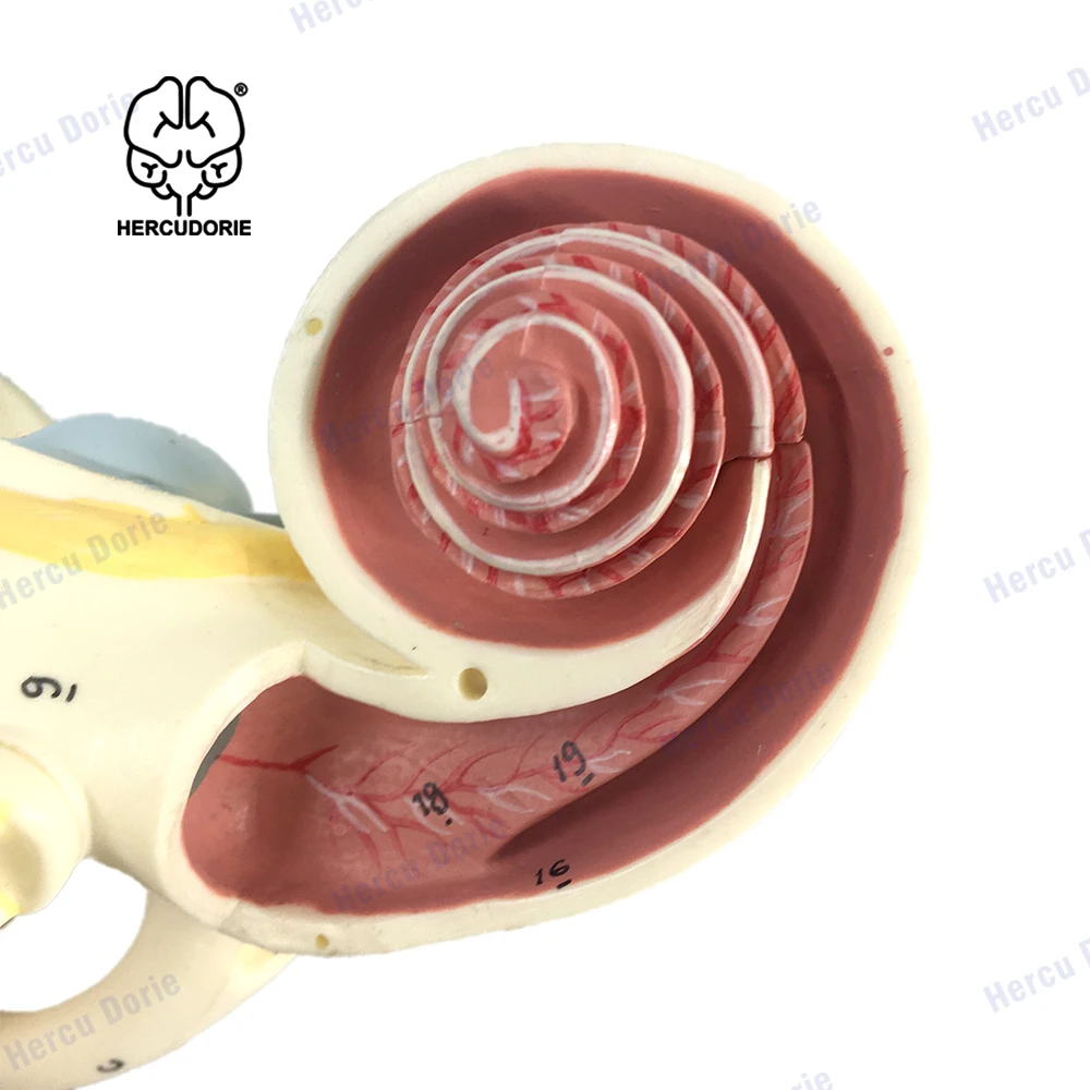 Vestibule Ear Model