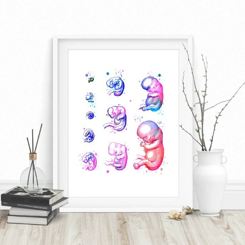 Pregnancy Fetus Development Abstract Art Posters Print Embryo Biology ...