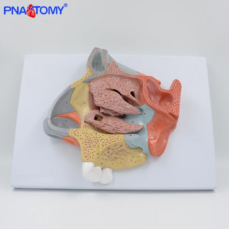 Enlarged Human Nasal Cavity Model Nose Anatomical Model Educational ...