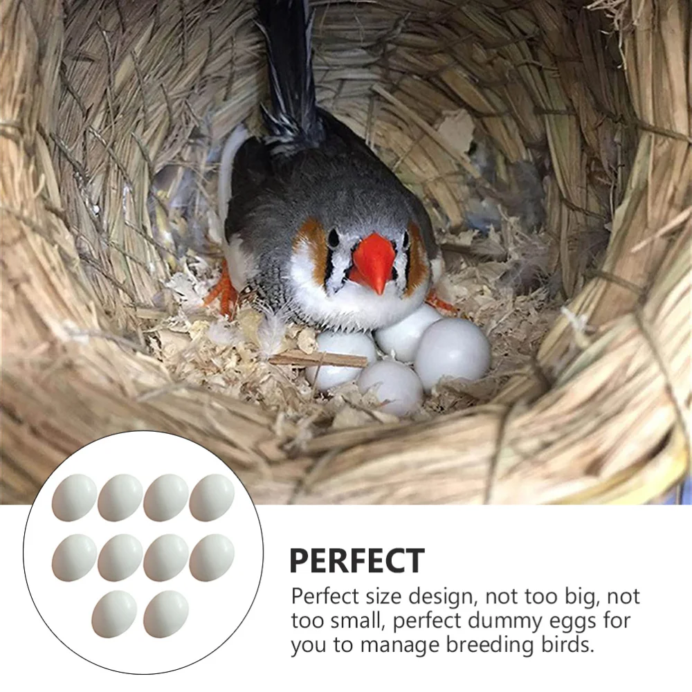 Zebra Finch Eggs