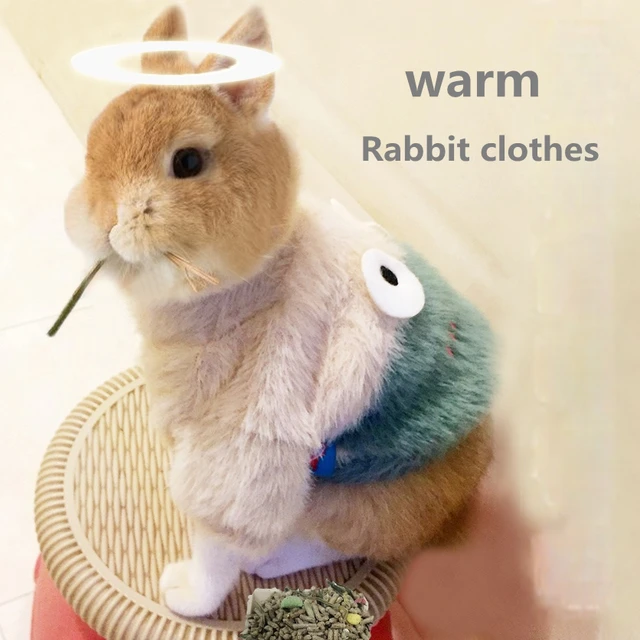 Cute Bunnies In Clothes