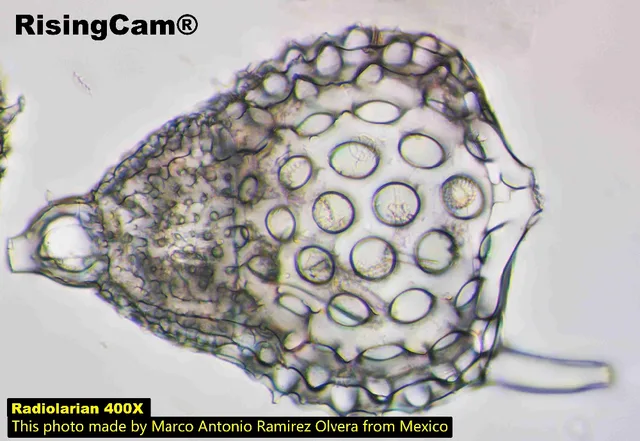 Radiolaria 400x