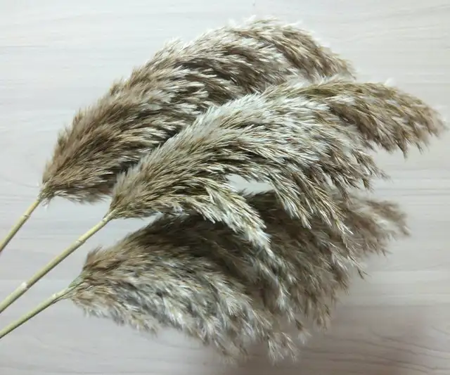 2021 New Year Decoration Pampas Grass Bunch Wedding Pampas Flowers ...