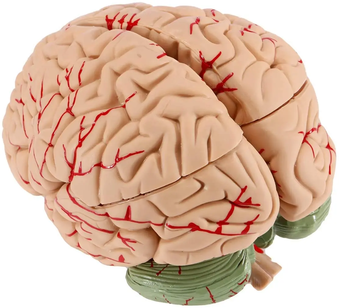 Brain Model Cerebellum
