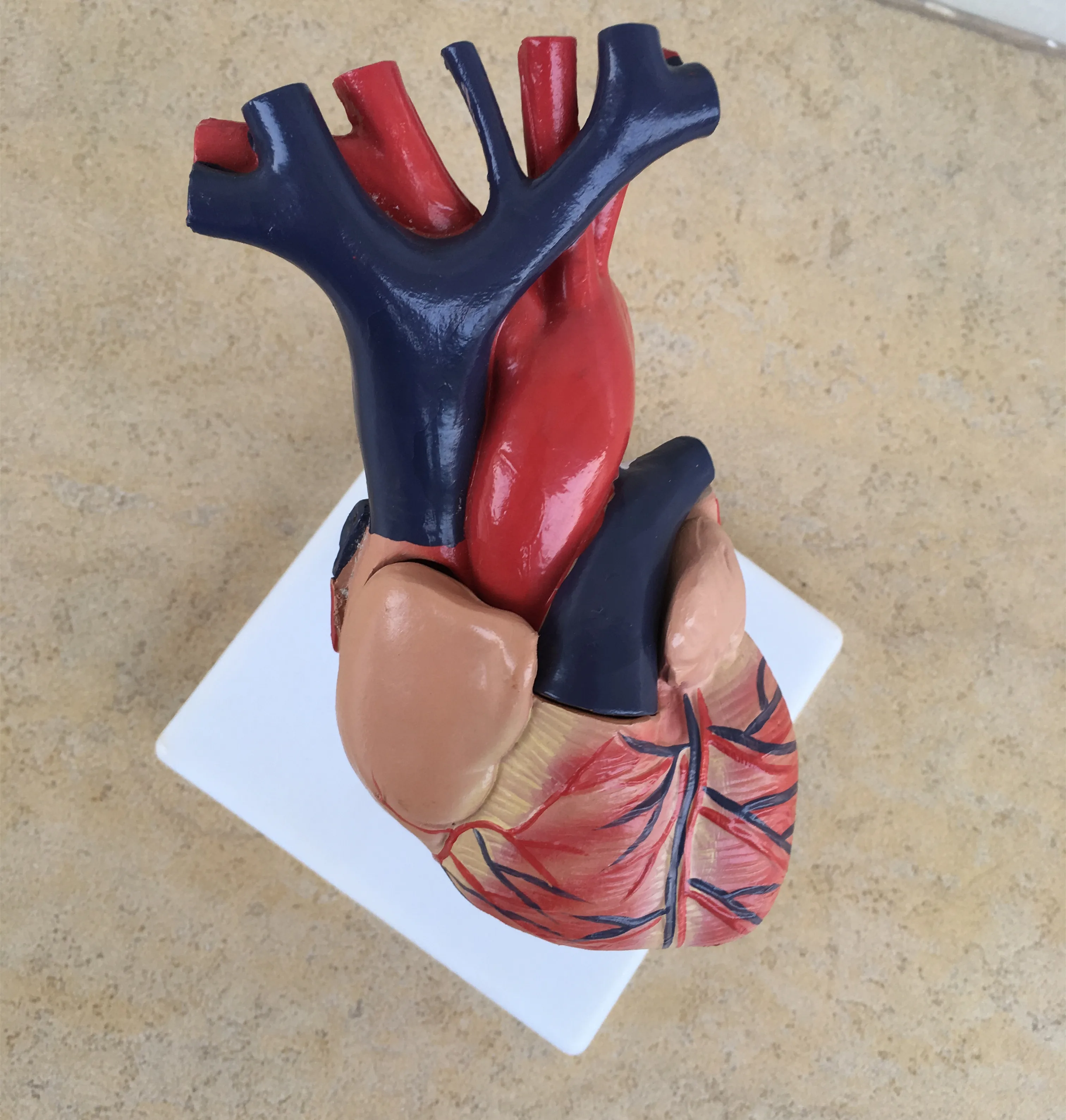 1:1 Life Size Human Heart Anatomy Model 2 Parts Vascular Atrium Anatomy ...
