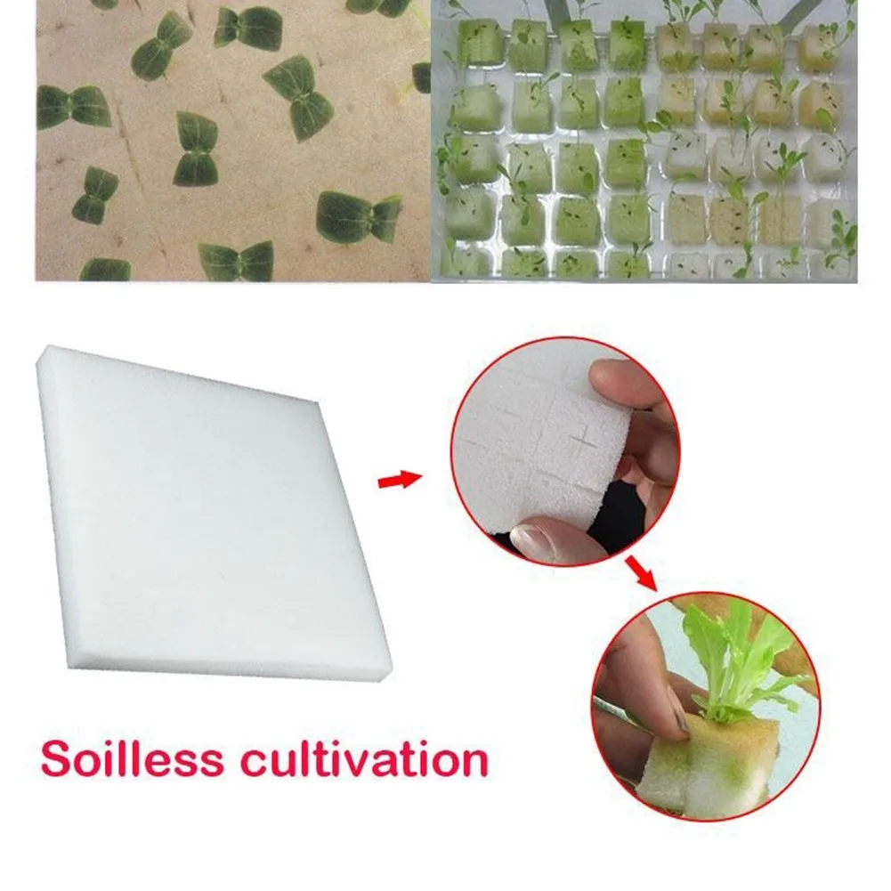 Cultivation Planting Sponge Culture Sponge Nursery Sponge Breeding ...