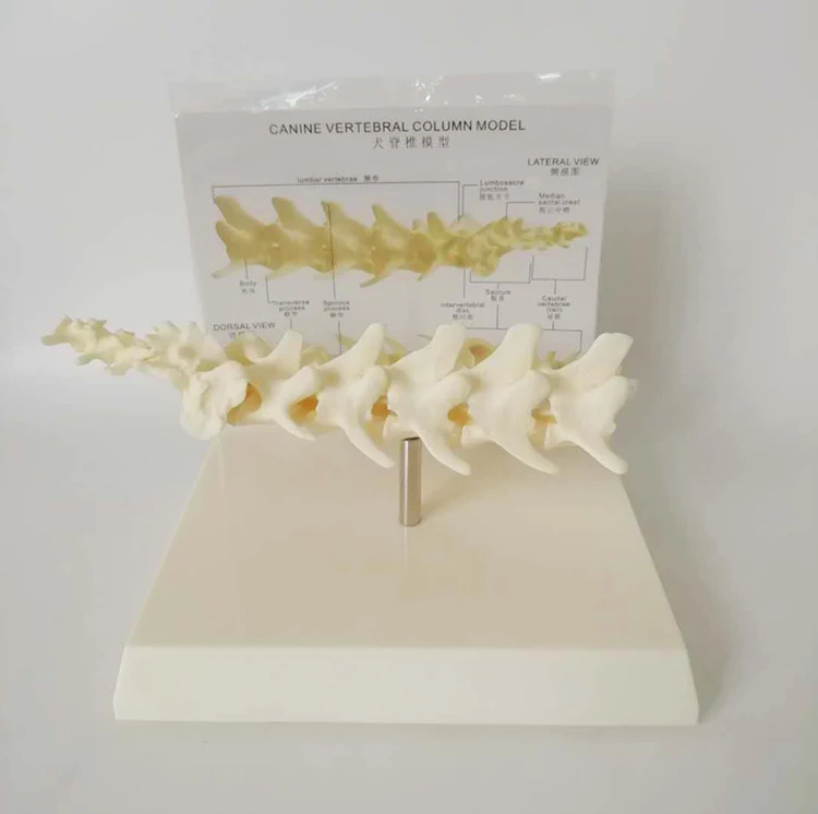 Dog-Spine-Model-Dog-Skeleton-Canine-Vertebral-Column-Veterinary ...