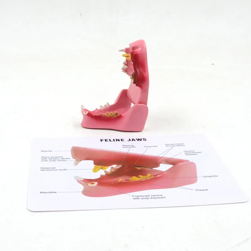 Veterinary-Anatomy-Pathology-Feline-Jaws-Cat-Teeth-Dental-Caries-Model.jpg