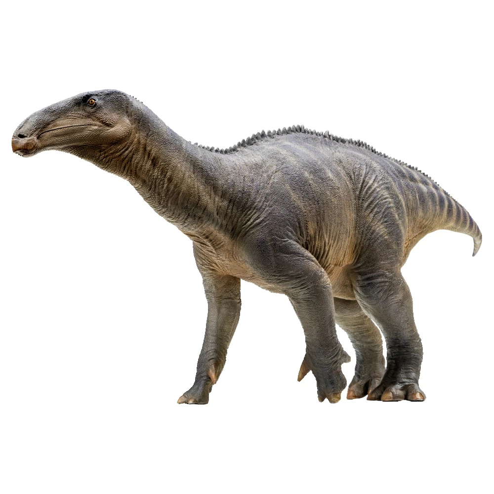 Iguanodon Dinosaur