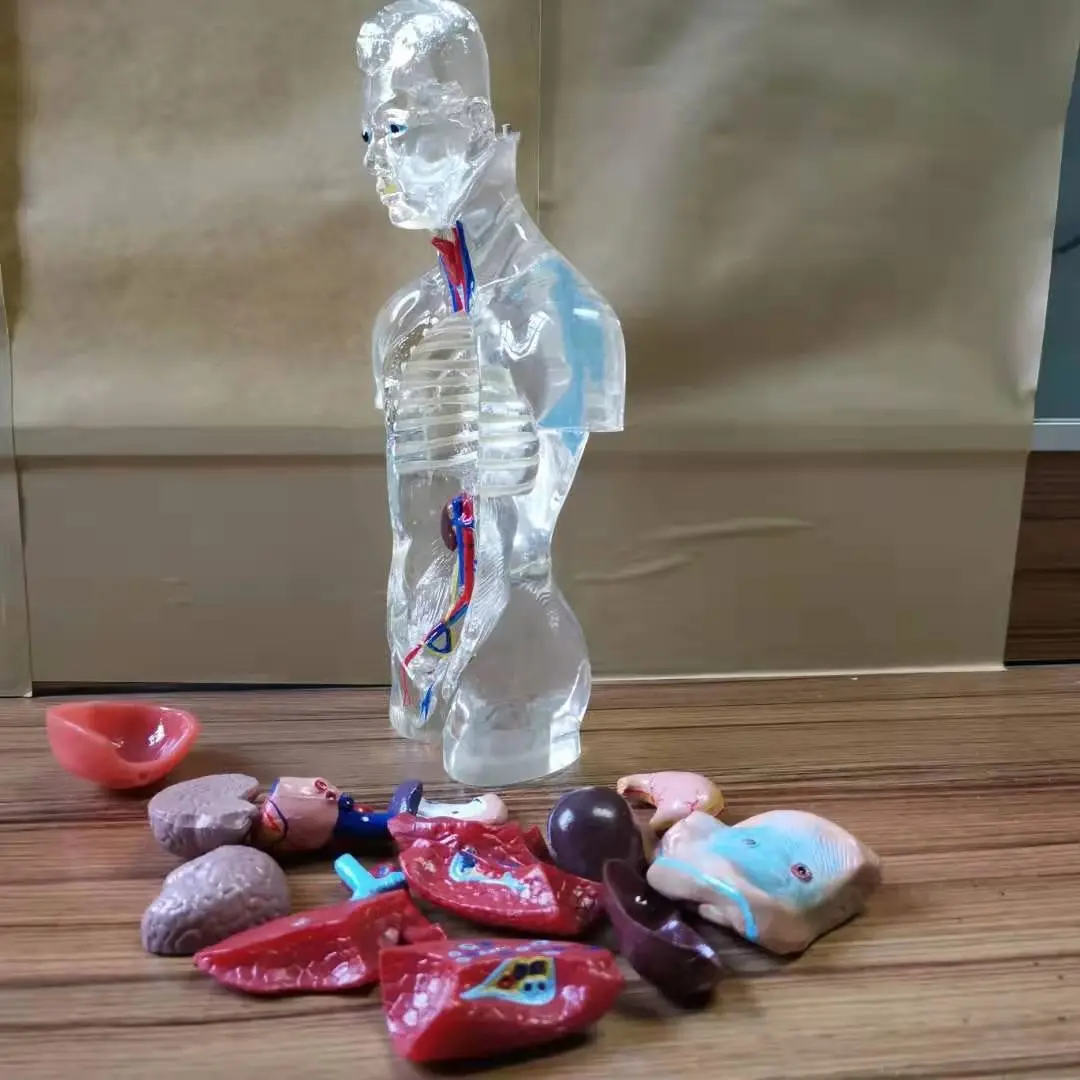 Human Torso Model Internal Organs Model Dismountable Anatomy Medical ...