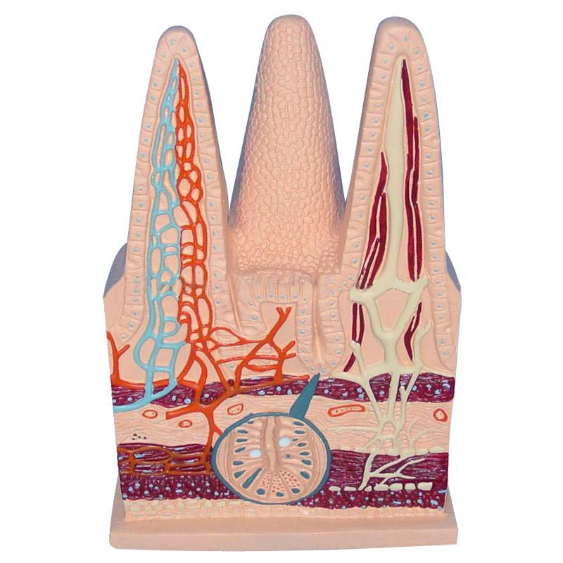 Intestinal Villus Model Human Capillary Lymphatic Vein Anatomy Middle ...