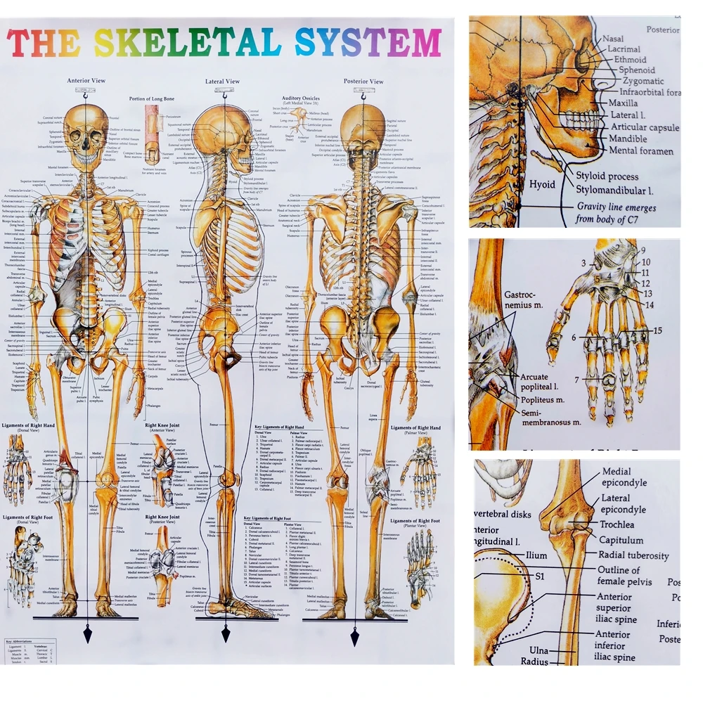 "Iskelet sistemi" PVC su geçirmez duvar grafiği HD tıbbi Poster İnsan ...