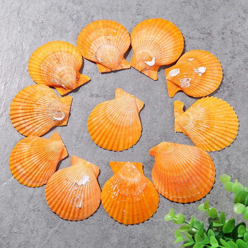 Large-Natural-Sea-Shells-for-Aquarium-Big-Sea-Shells-Orange-and-Yellow ...