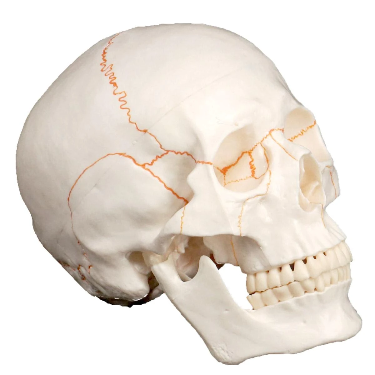 Life Size Human Head Skull Model Skeleton Medicine Anatomy Supplies ...