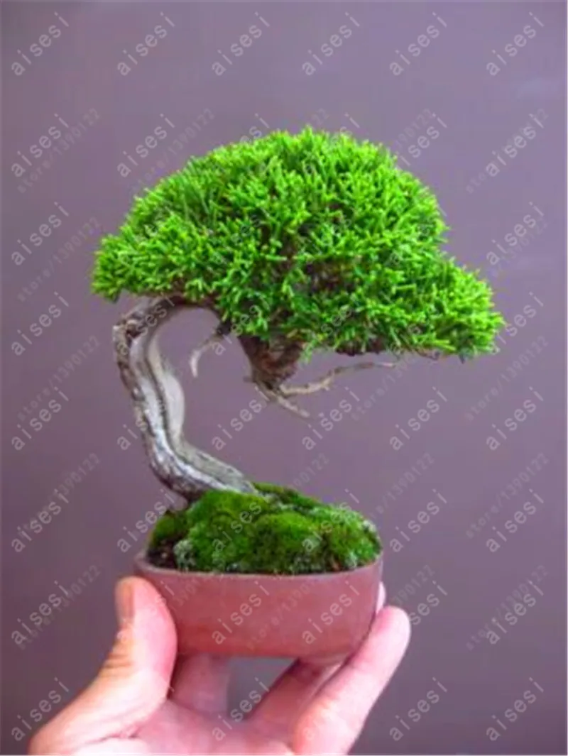50 pcs Mini Black Pine bonsai, Indoor Plants Radiation Protection ...