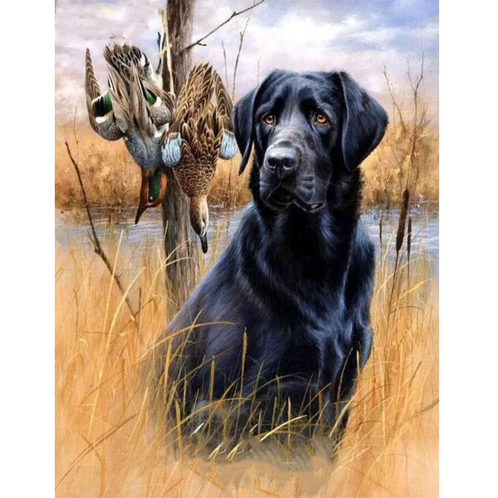 Black Labrador Duck Hunting