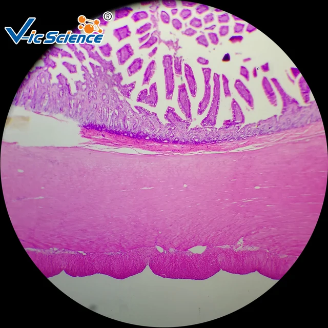 Stomach Microscope Slide