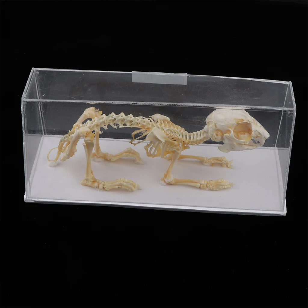 Rabbit-Skeleton-Specimen-Animal-Bone-Model-for-Pupil-Biological ...
