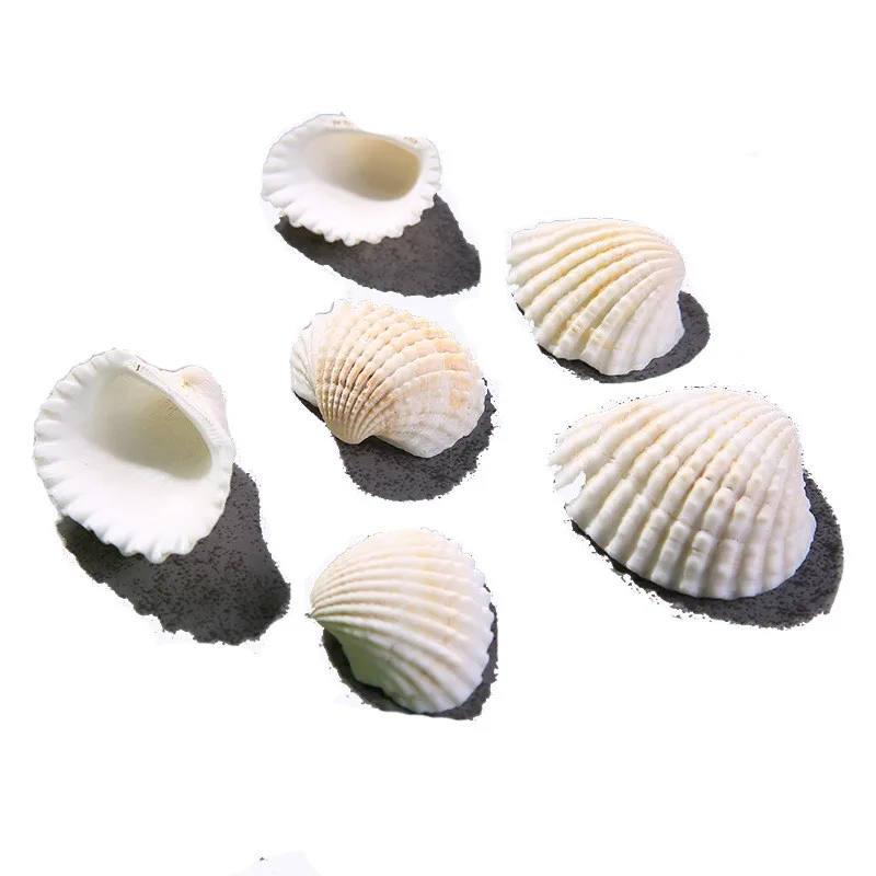 Natural-Mini-Conchas-para-DIY-Coco-Branco-Vieira-do-Mediterr-neo-Oceano ...