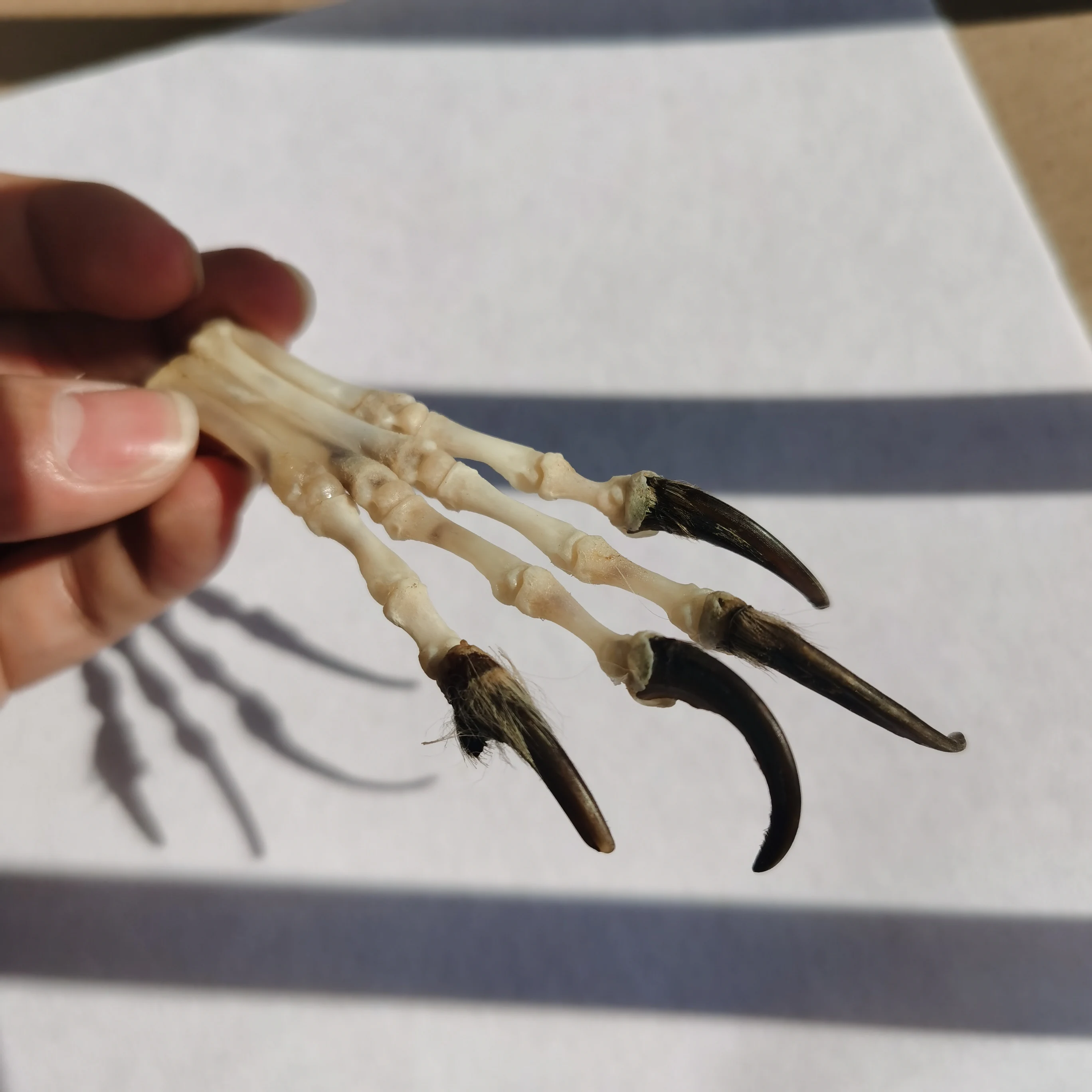 1 Pcs Real Fox Paw Skeleton. Art Collection. Animal Bone Specimen ...