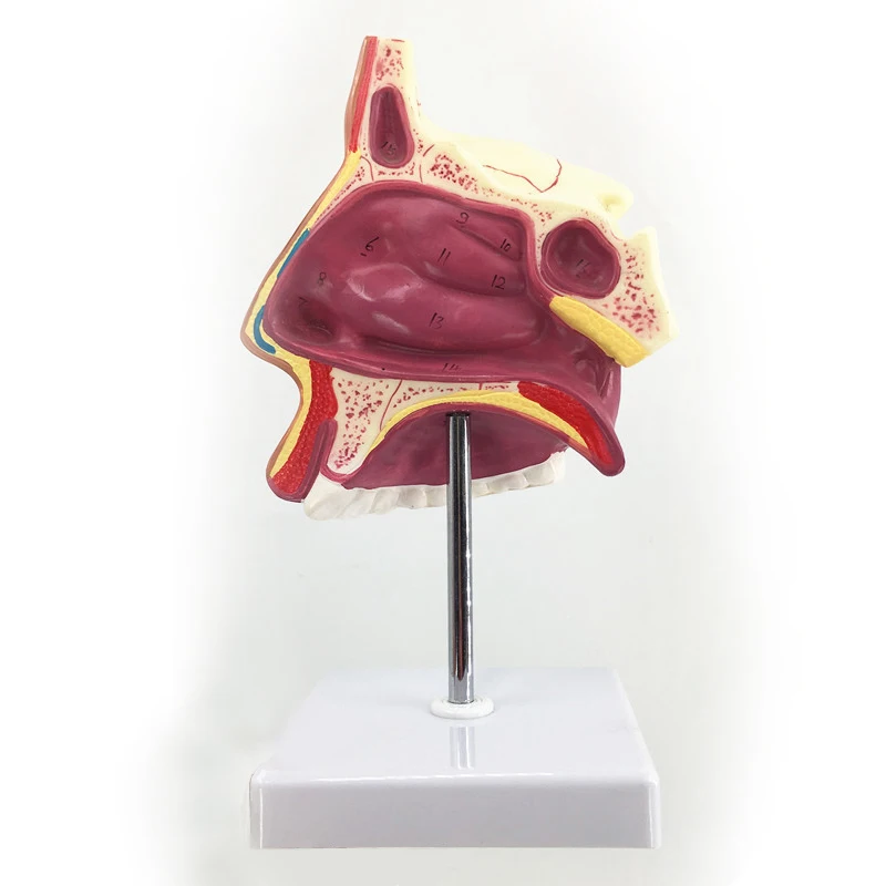 Modelo de anatomía nasal humana, modelo de nariz humana, modelo de ...