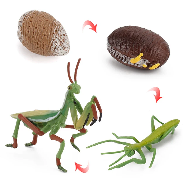 Praying Mantis Life Cycle Diagram For Kids