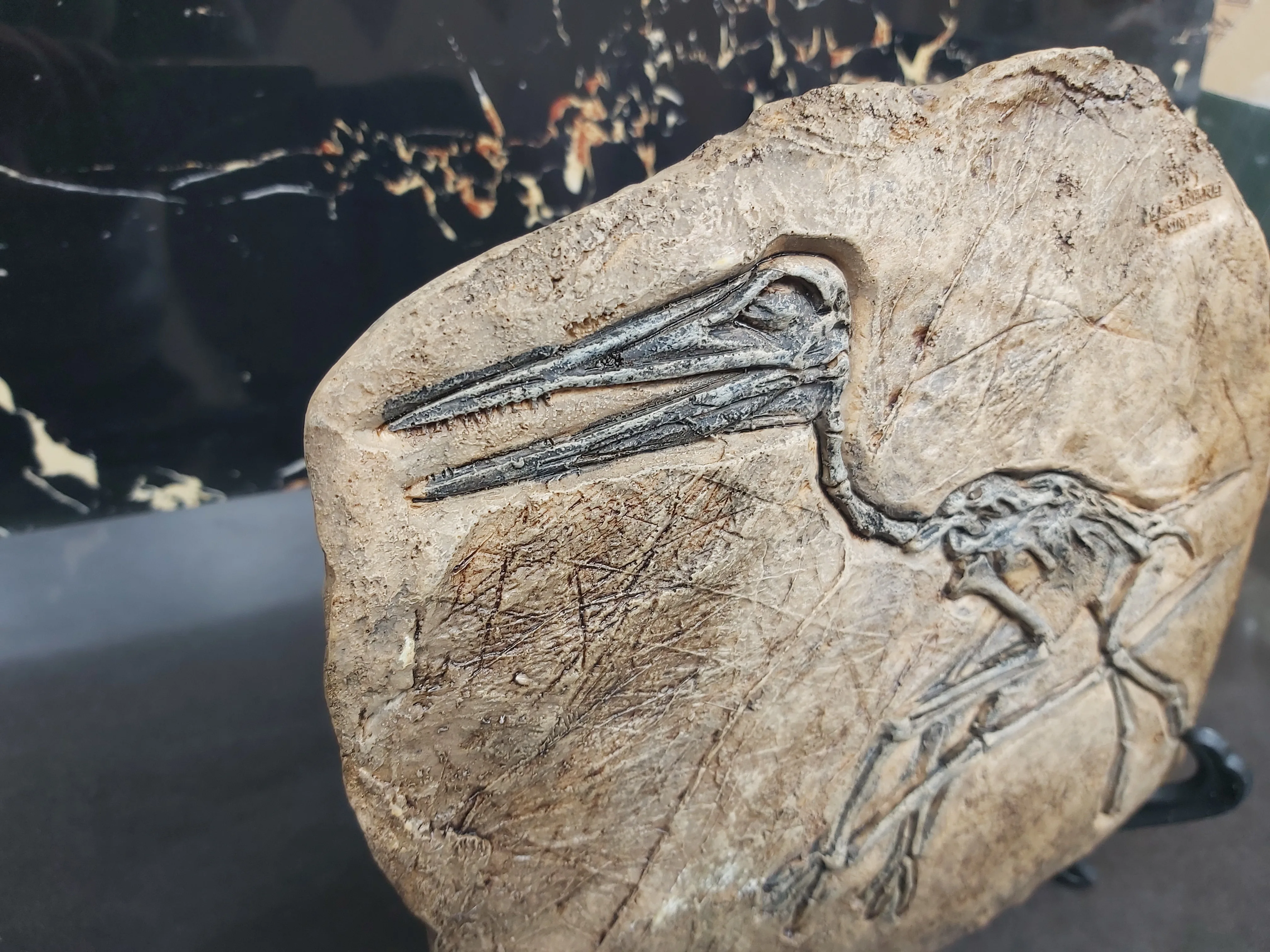 Archaeopteryx Fossil Replica